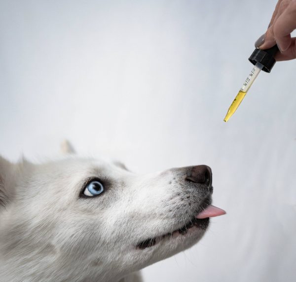 Vet CBD Dosing Chart & Calculator | Flavor Fix