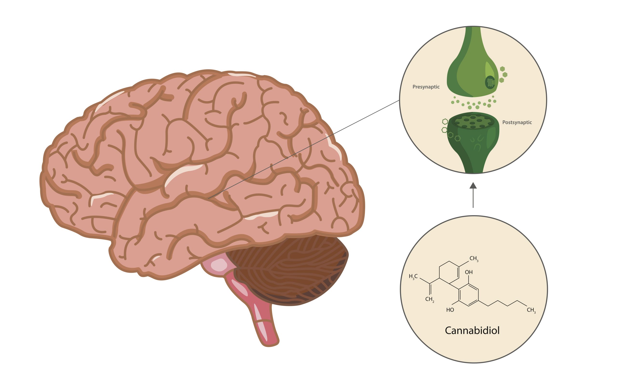 Whag Does CBD Do to The Brain and Body?