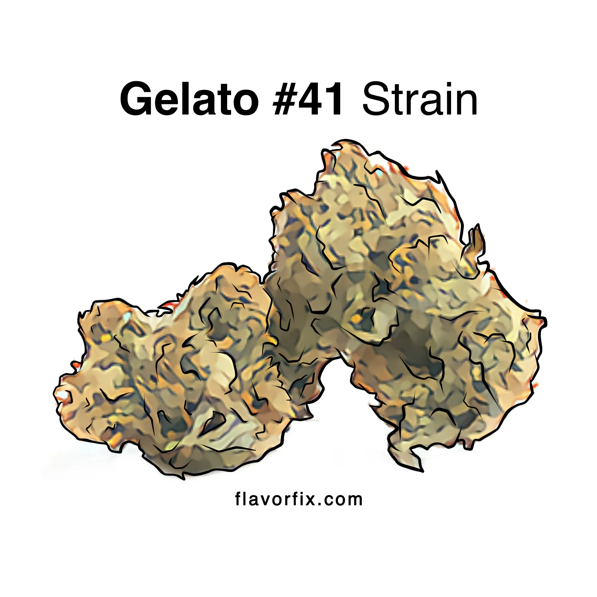 Gelato #41 Strain | Cannabis Strains Info | Flavor Fix
