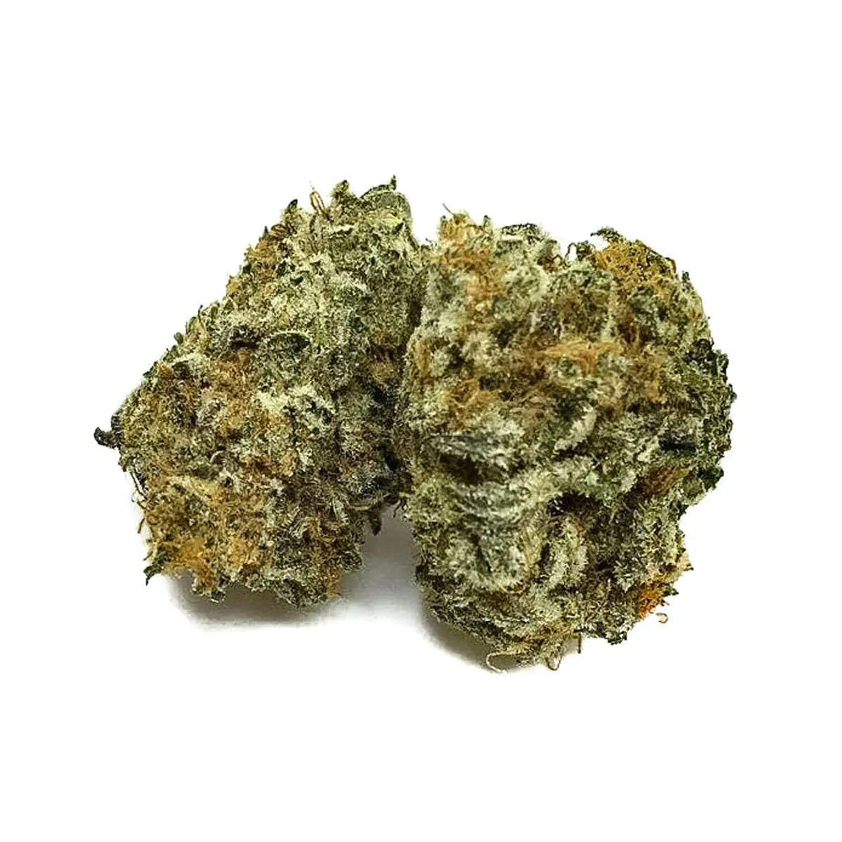 Afghani Strain Info | Cannabis Strains | Flavor Fix Afghani Strain Info | Cannabis Strains | Flavor Fix