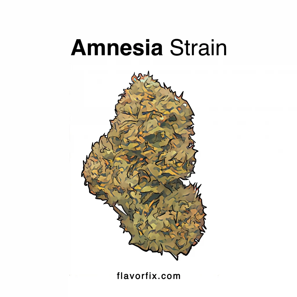 Amnesia Strain Info | Cannabis Strains | Flavor Fix