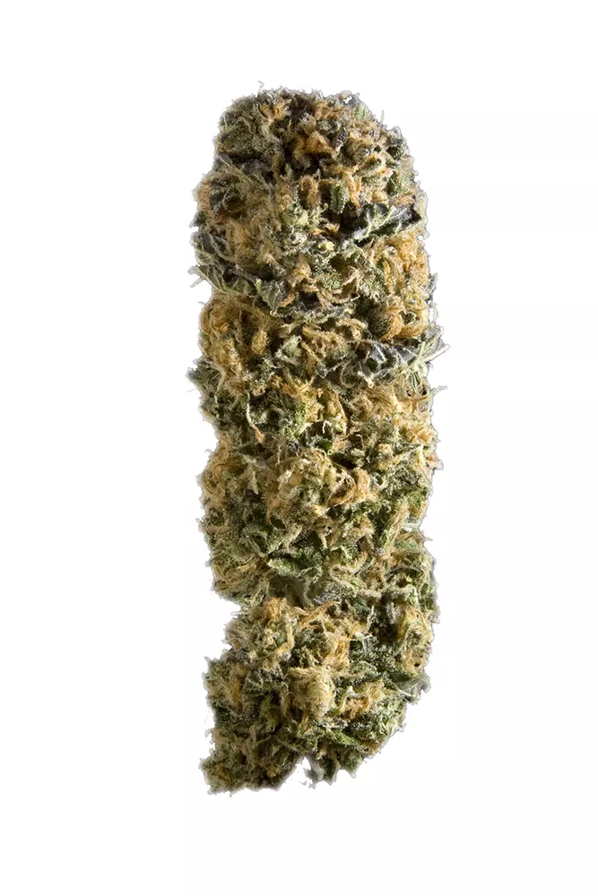 Sensi Star Strain Info | Cannabis Strains | Flavor Fix
