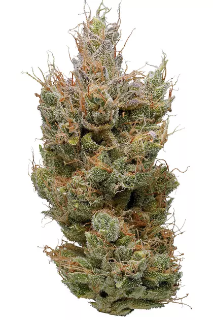 Goji OG Strain Info | Cannabis Strains | Flavor Fix